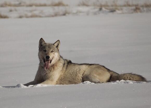 Column: Wolf hate on the rise in the West, with ranchers often in ...