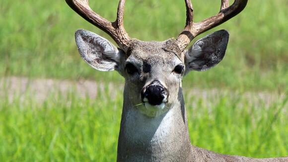 Texas Overhauls Dove, Turkey and Deer Seasons for 2026–27 - NewsBreak