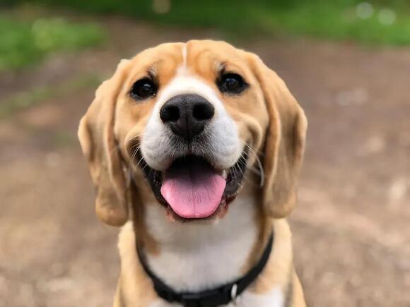 5 Ways Dogs Say “I Forgive You” – And 3 Times They Don’t - NewsBreak