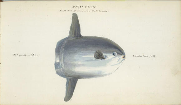 The Fish That Forgot Its Tail: Why Sunfish Look Like a Mistake - NewsBreak