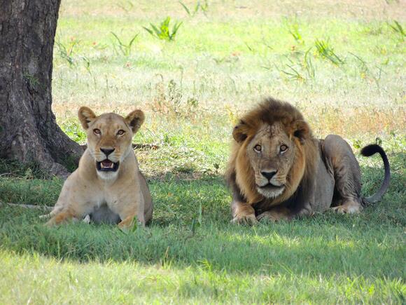 10 Big Cats With Unusual Hunting Techniques - NewsBreak
