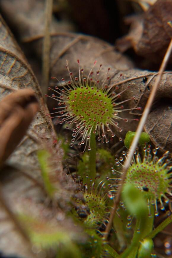 The Sundew’s Deadly Dew: How This Sticky Plant Traps and Digests ...