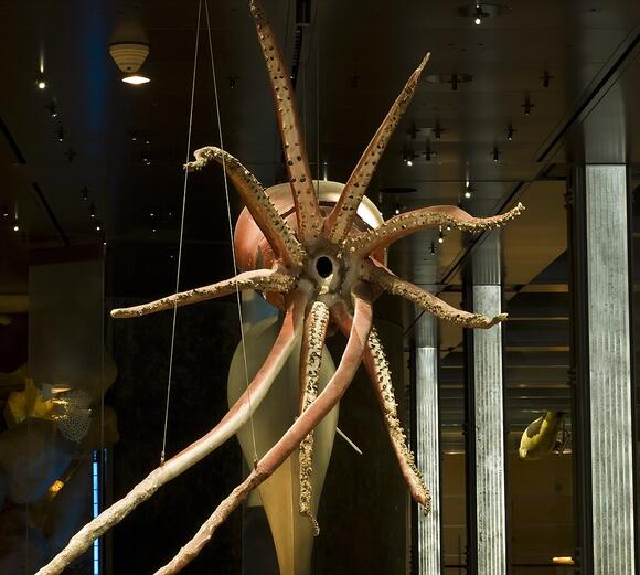Giant Squids: Myth or Reality? What We Know About These Elusive ...