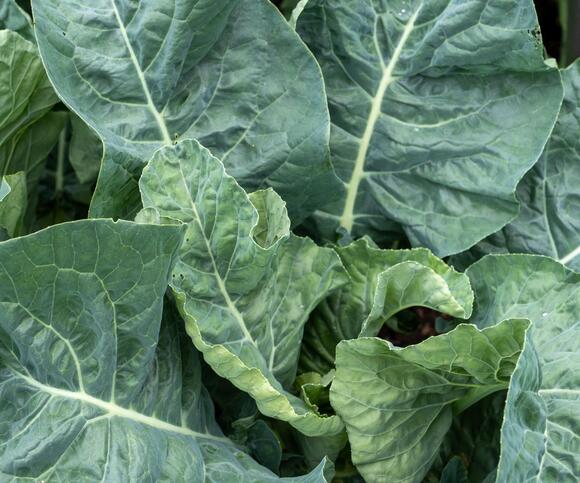I Spent A Decade Growing and Harvesting Winter Vegetables for ...