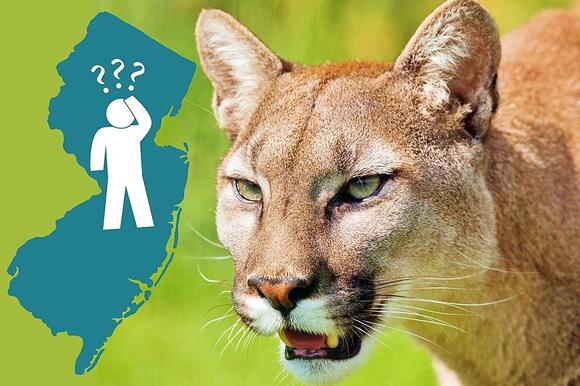 Coyote sightings rise in NJ — What to do if you see one - NewsBreak