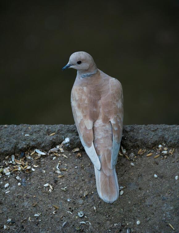 The Top 5 Urban Animals That Keep Cities Running Smoothly - NewsBreak