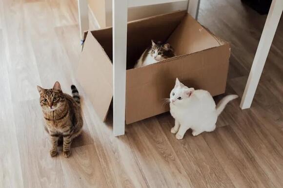 8 Genius Cat Toys You Can Make at Home for Hours of Feline Fun - NewsBreak
