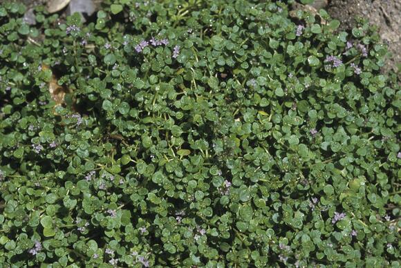 How to Grow and Care for a Corsican Mint Lawn — Transform Your Boring ...