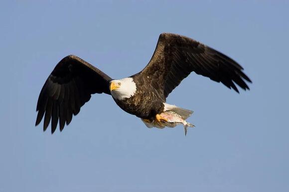 11 States Where the Bald Eagle Population is Soaring: A Conservation ...