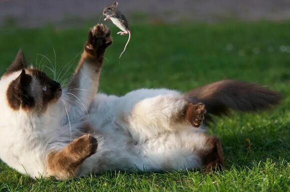 10 Surprising Sounds That Make Your Cat’s Ears Perk Up (and Why ...