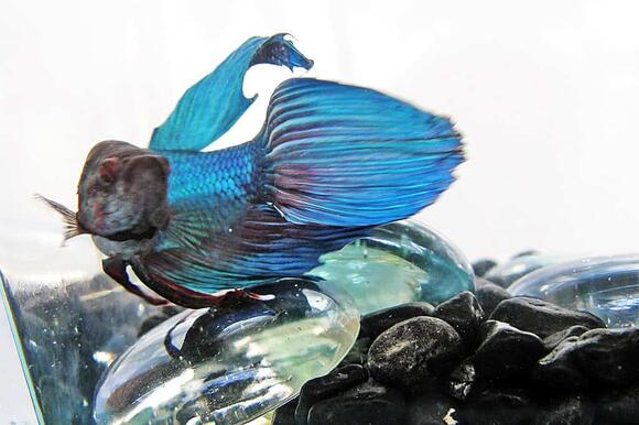 Why These Fish Build Nests as Complex as Birds - NewsBreak