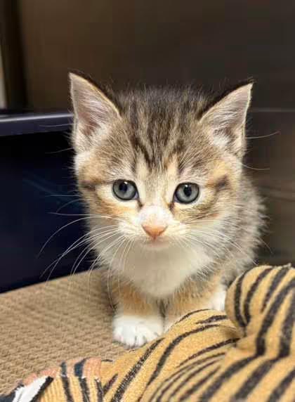 🐱 Sweet Cats in Barco Looking for Loving Homes - NewsBreak