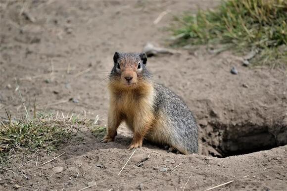 Wild Groundhog Craves Her Human Mom’s Constant Attention - NewsBreak
