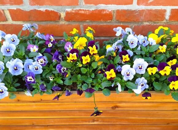 Deadheading 101: Keep Your Flowers Blooming All Summer With This Simple ...
