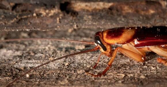 Cockroach vs. Beetle: The 5 Key Differences