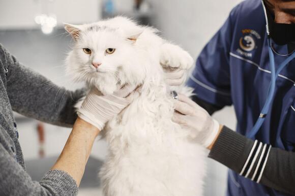 12 Steps to Safely Clean Your Home When Your Cat Has Worms - NewsBreak