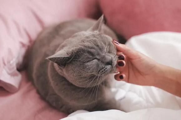 Your Cat’s Morning Routine Is a Secret Window Into Their World - NewsBreak