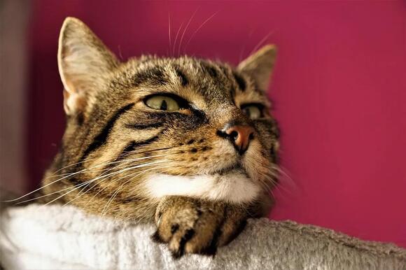 Is Your Cat Really Happy? Subtle Signs You’re Missing - NewsBreak