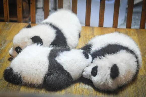 Psychology Says Humans Are Drawn to Baby Animals Because of an Ancient ...