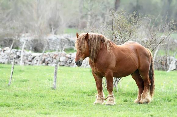 24 Types of Draft Horses Ranked By Their Enormous Size - NewsBreak
