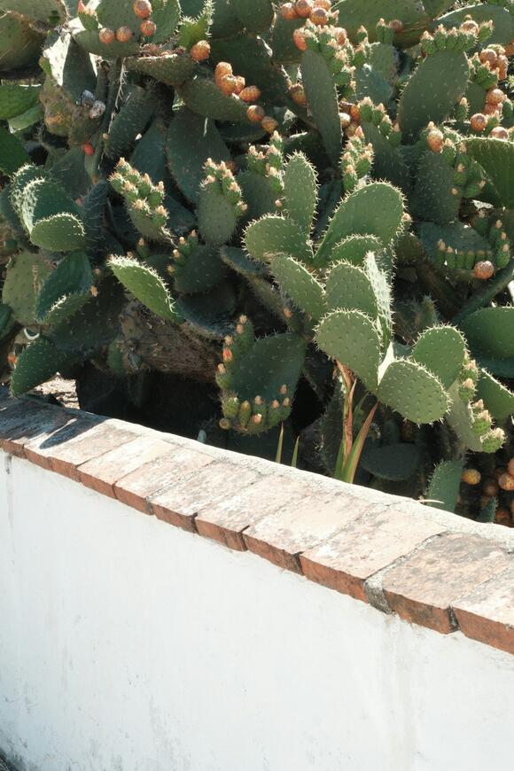 Cactus Logic: How Spines, Slime, and Shape Beat the Desert Heat - NewsBreak