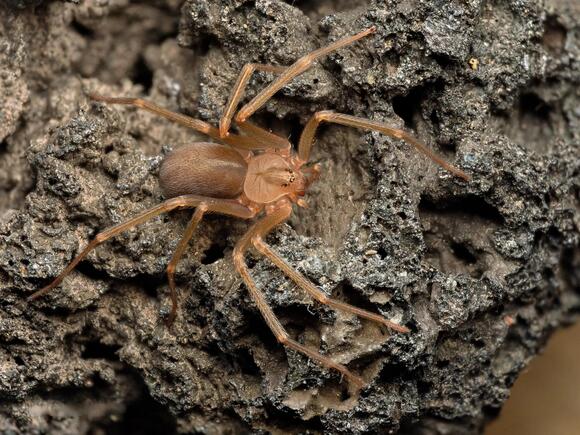 12 Venomous Spiders Found in the U.S. And Where - NewsBreak