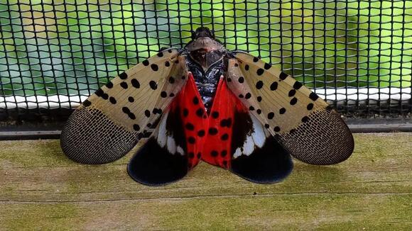 Invasive Insects in Kentucky: How to Identify and Report These 10 ...