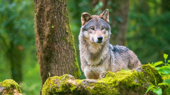 15 states where wolf numbers are climbing fast right now - NewsBreak