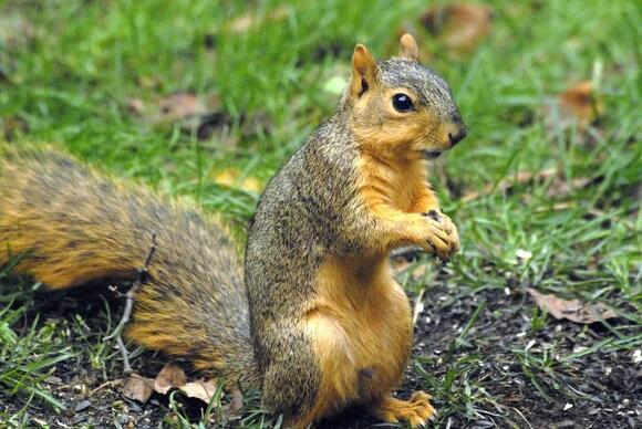 Squirrels in Portland Oregon: Every Species You’ll See - NewsBreak