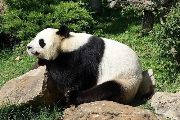 Best Places to See Giant Pandas - NewsBreak