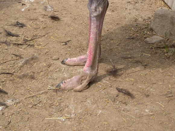 Why Do Some Animals Have Odd Numbers of Toes? - NewsBreak