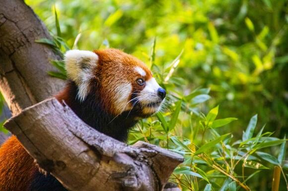 13 Ways Red Pandas Adapted to Life in the Trees - NewsBreak
