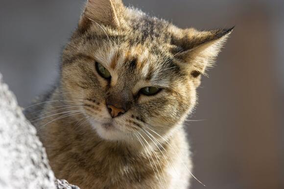 Missing Cat Found 114 Miles Away After Owners Believe He Took Train ...