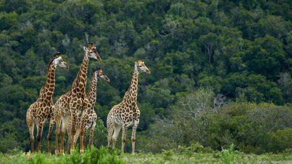 How the Giraffe’s Stealthy Movements Keep It Safe - NewsBreak
