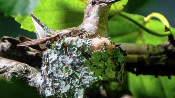 10 Incredible Animal Architects Who Build the World’s Most Complex ...