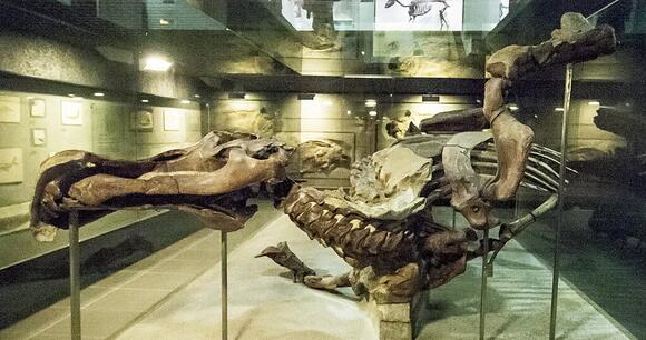 The Texture of Dinosaur Skin: What Fossils Reveal About Scales and ...