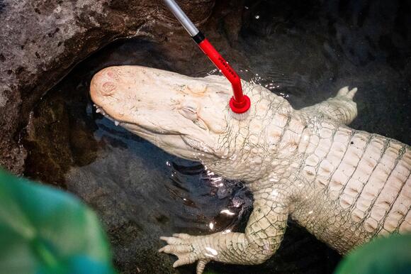 RIP Claude: San Francisco's Iconic Albino Alligator Dies Aged 30 ...