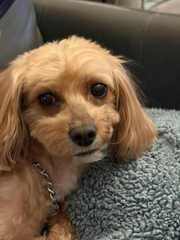 🐶 Playful, Loyal & Loving Dogs Ready for Adoption in Columbus - NewsBreak