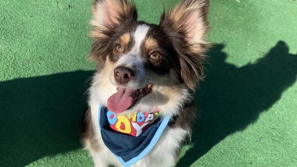 Kansas City's dog-friendly guide - NewsBreak