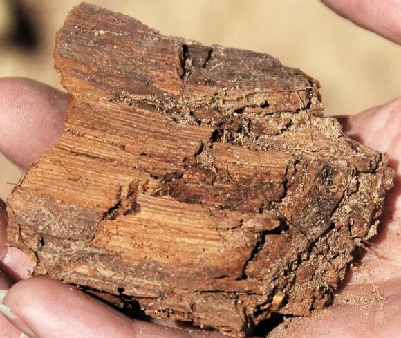 Decoding the Dino Diet: Surprising Facts About Ancient Appetites ...