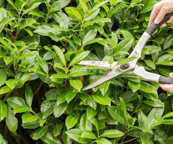 Can I cut my neighbor's hedge? Legal and real estate experts provide ...