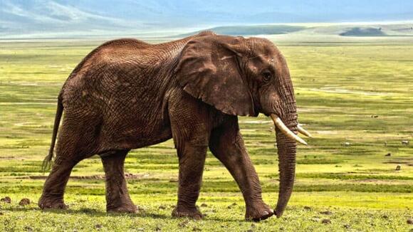 14 Animals That Can Use Tools in the Wild - NewsBreak