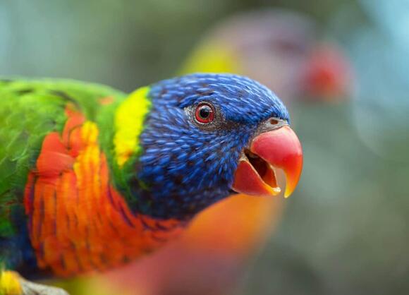 How Parrots Learn to Mimic Human Speech—Backed by Science - NewsBreak