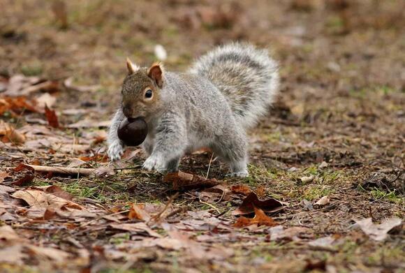 7 Types of Squirrels in Wisconsin: Complete Identification Guide (2025 ...