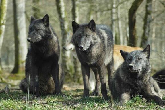 This U.S. State Has the Most Active Wild Wolf Packs - NewsBreak