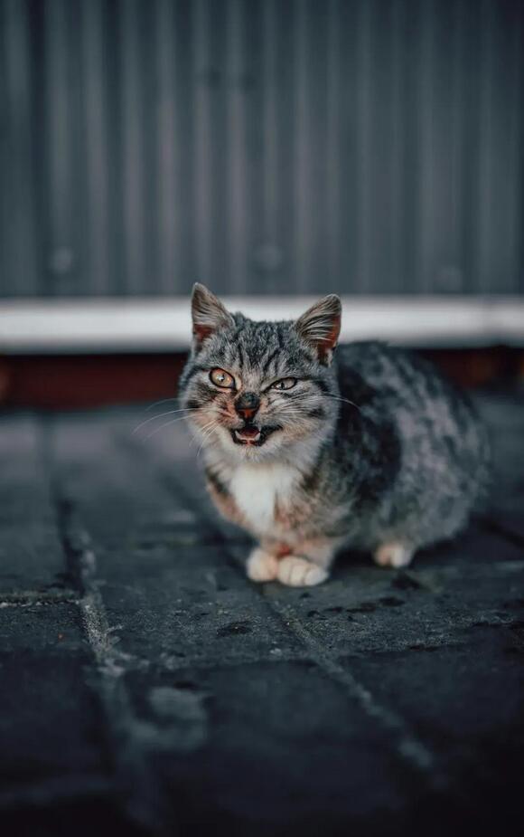 9 Cat Behaviors That Are Actually Signs Of Anxiety - NewsBreak