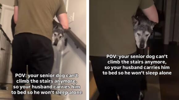 Senior Dog Can’t Climb Upstairs Anymore, but Dad Refuses To Let Him ...