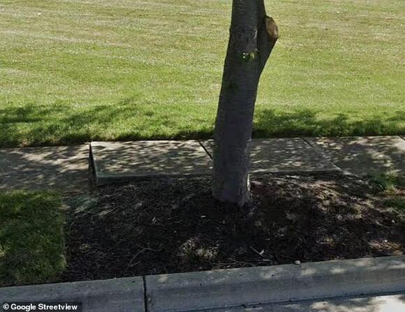 Quaint suburb in Maryland is rocked after their beloved cherry blossom ...
