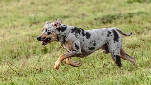 12 Genetic Facts That Explain Why Dogs Act the Way They Do - NewsBreak