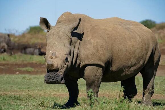 15 Endangered Animals on the Brink – And What Science Says Could Save ...
